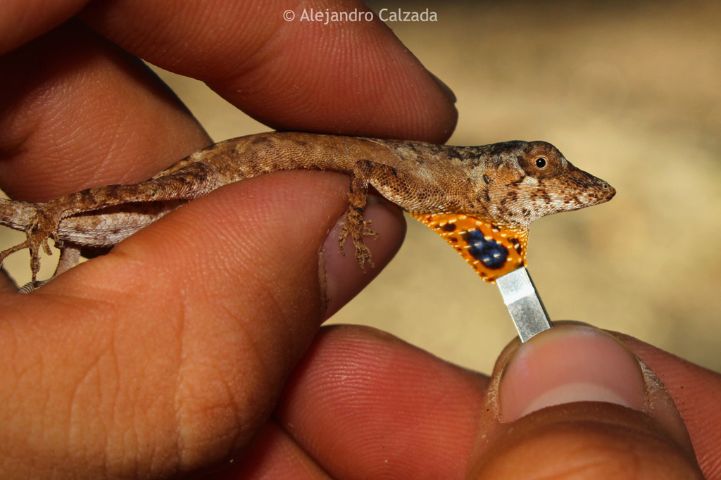 Anolis ustus (Anfibios y Reptiles del Estado de Yucatán) · iNaturalist