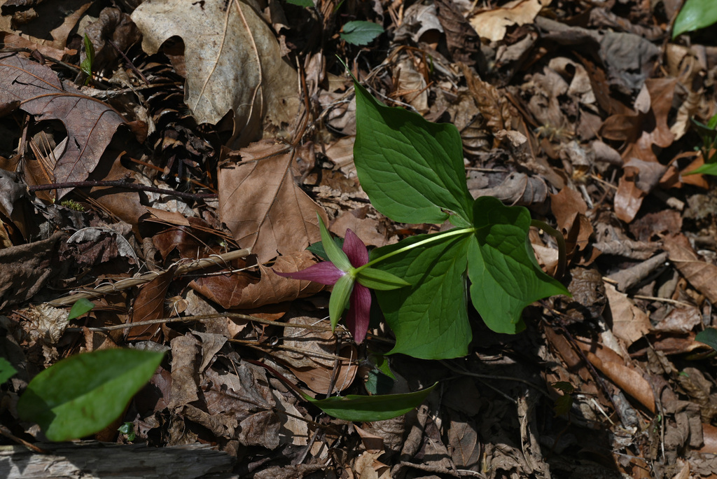 red trillium from Six Mile Creek Natural Area, 6 Mile Creek Park ...