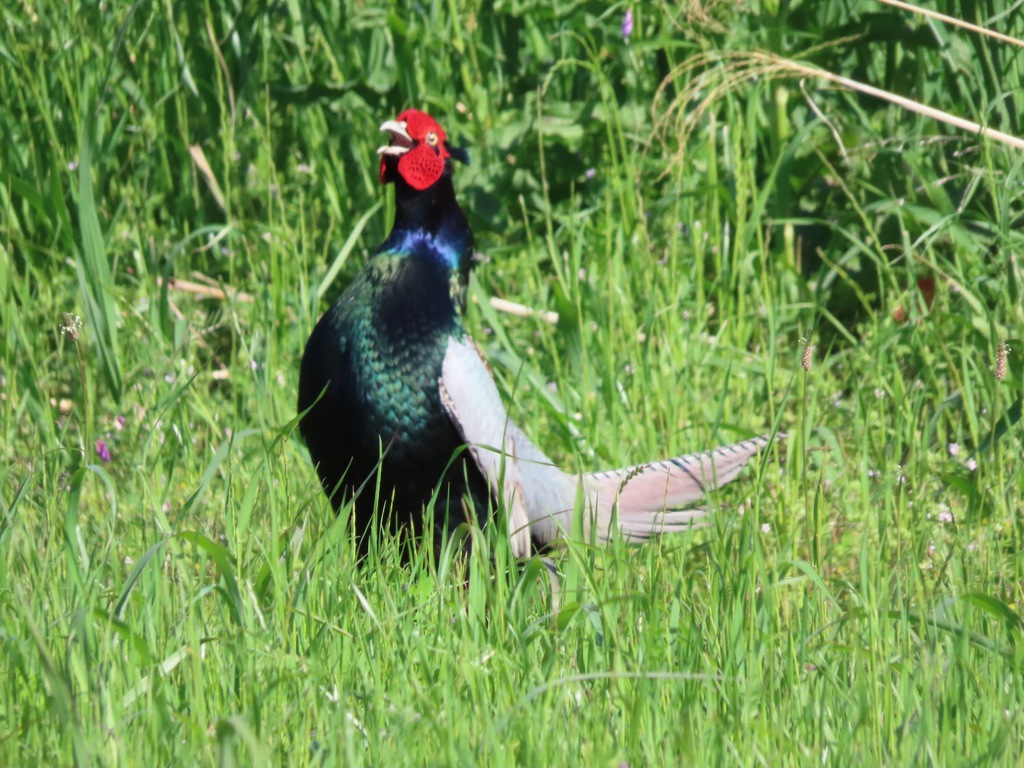 Green Pheasant from Funado, Itabashi City, Tokyo 174-0041, Japan on May ...