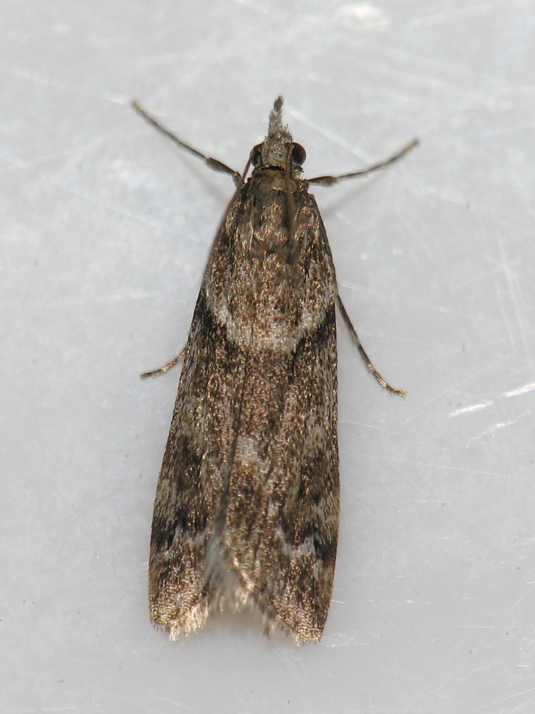 Narrow-winged Grey (Moths of Antequera (Málaga/ Andalusia/ Spain ...