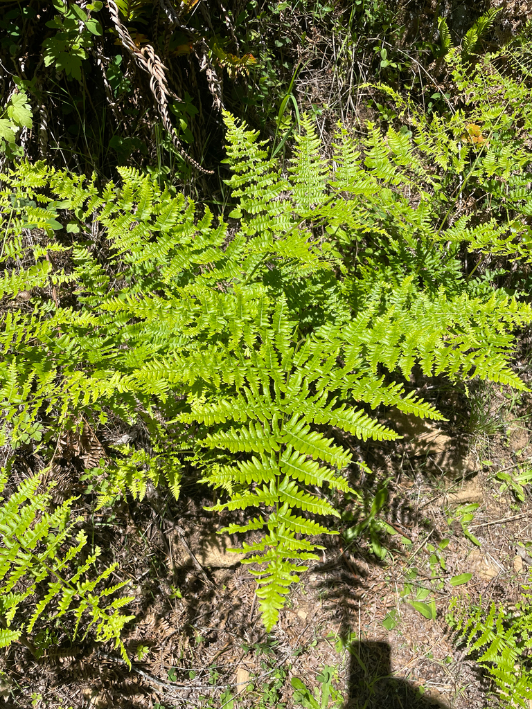 common bracken in May 2025 by Amelia Tauber · iNaturalist