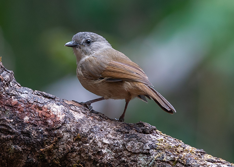 Alcippe Fulvettas (Alcippe) - Avian Discovery