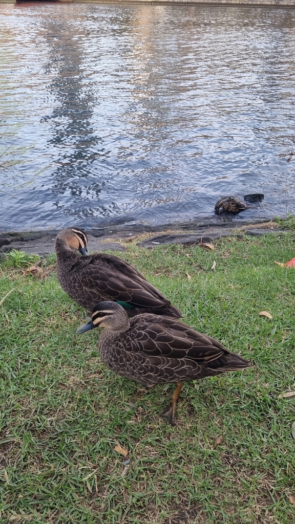 Pacific Black Duck from Melbourne City Helipad 2, Melbourne VIC 3000, Australia on May 3, 2025 ...