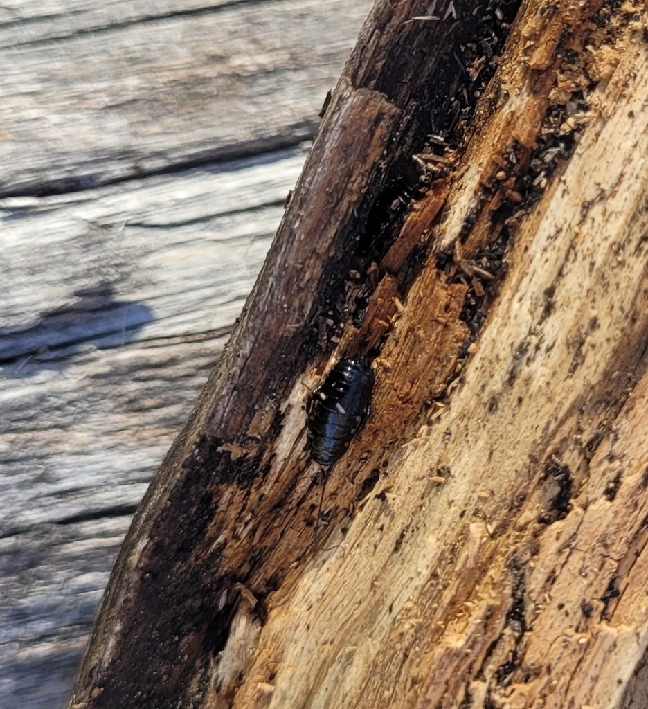 Australian wood cockroach from Tennent, ACT 2620, Australia on May 3 ...