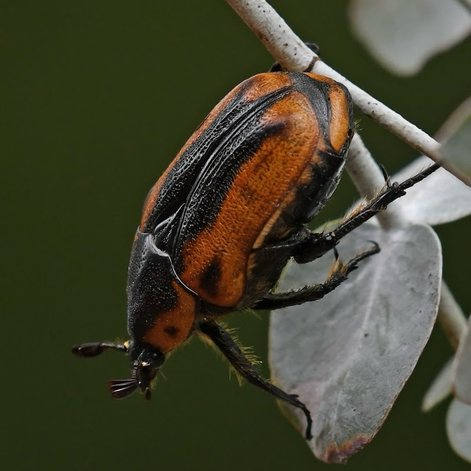 Cowboy Beetle from Derwent St, Lyons, ACT, AU on February 1, 2019 at 03 ...