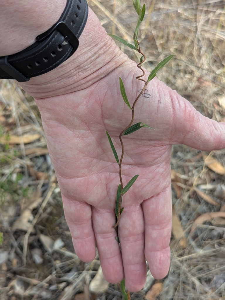 sweet apple-berry from Meningie SA 5264, Australia on May 3, 2025 at 10 ...