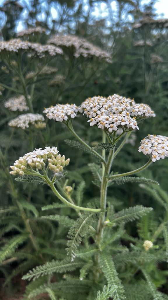 common yarrow from Road 88, Winters, CA, US on May 2, 2025 at 07:09 PM ...