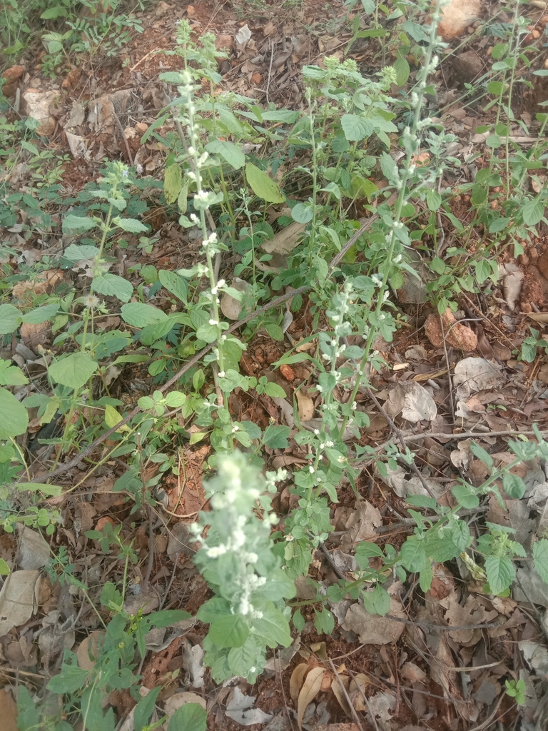 mountain knotgrass from 36/2, Kanjikoil, Karungaradu, Tamil Nadu 638116 ...