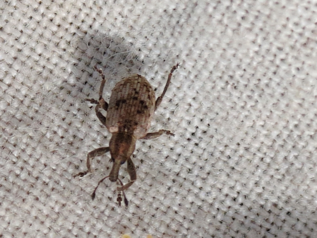 Dock Hyper Weevil from York YO23 3NN, UK on May 3, 2025 at 09:22 AM by ...