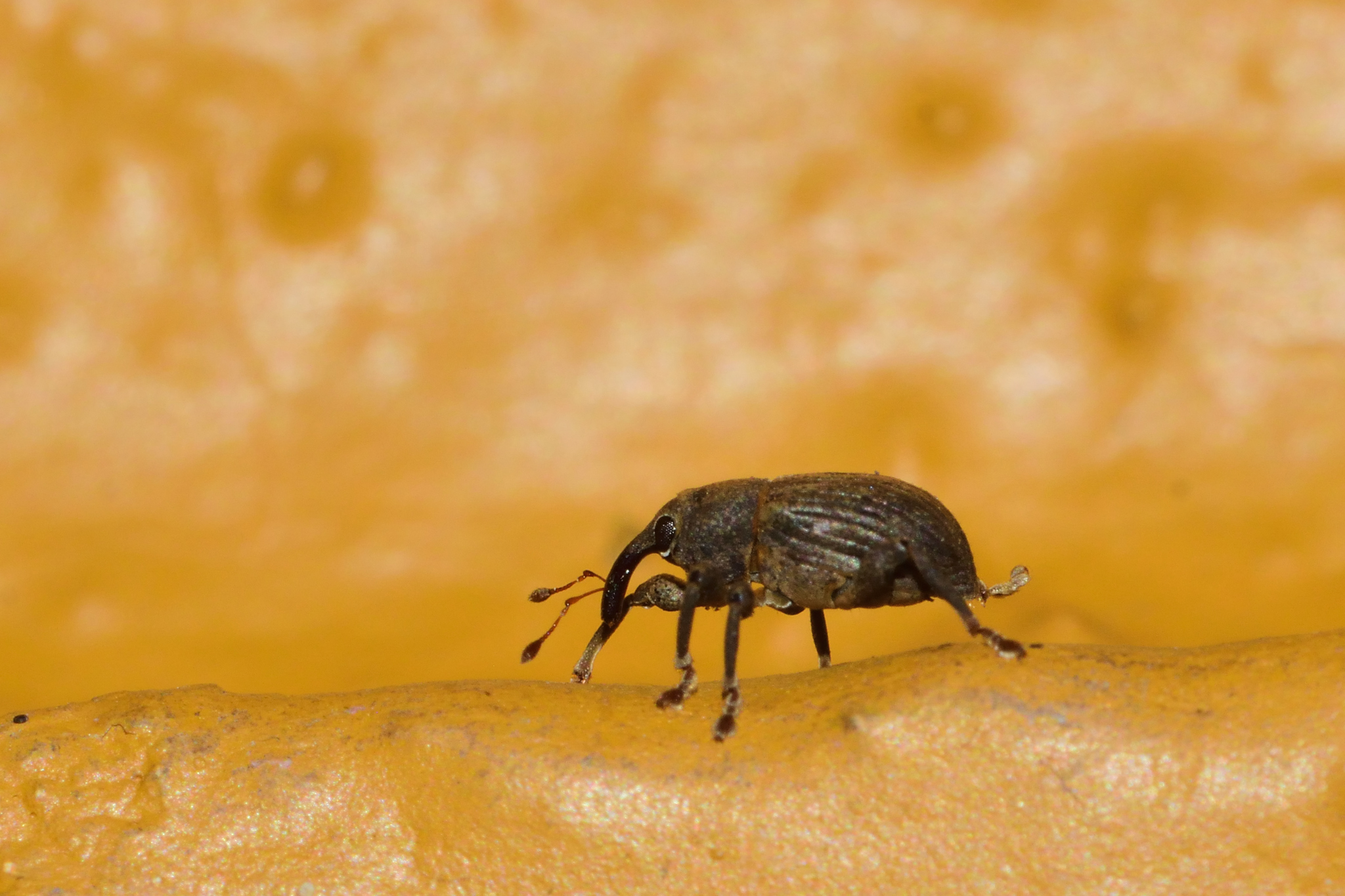 Neochetina eichhorniae Warner, 1970