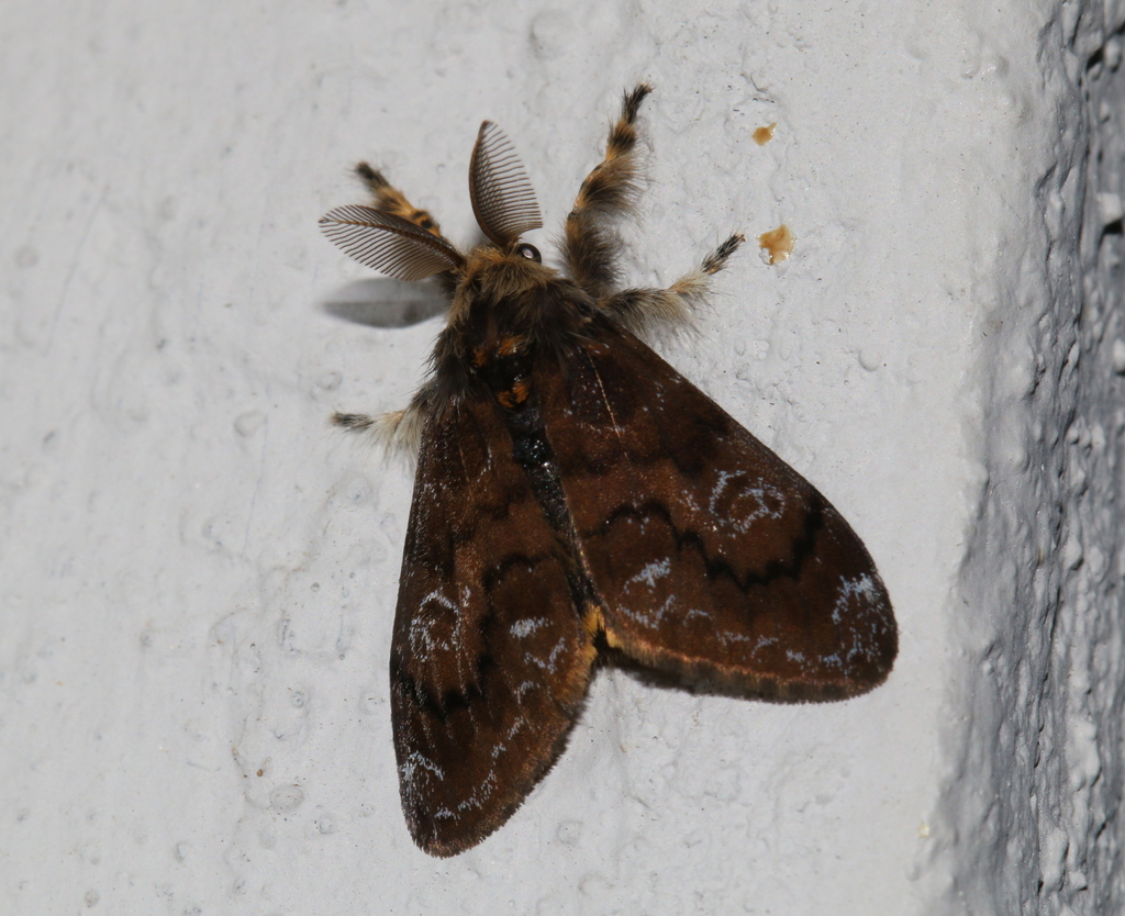 Painted apple moth from Weston Creek, ACT 2611, Australia on May 3 ...