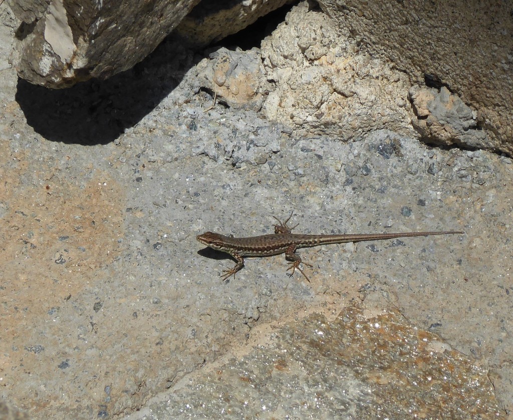 Common Wall Lizard in June 2019 by Vuillermoz · iNaturalist