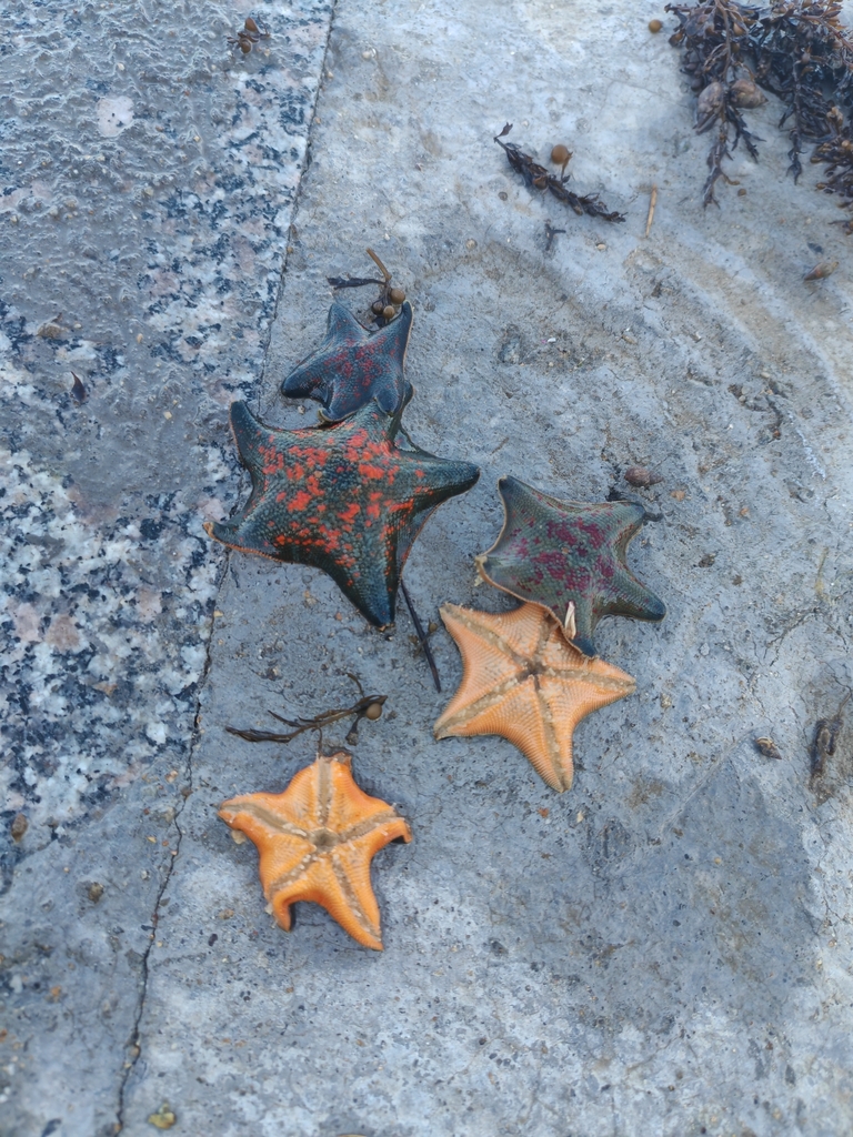 Blue Bat Star from Weihai, CN-SD, CN on May 3, 2025 at 04:47 PM by ...