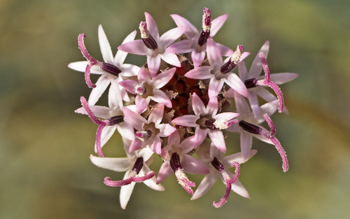 Spanish needle (Southern California) · iNaturalist