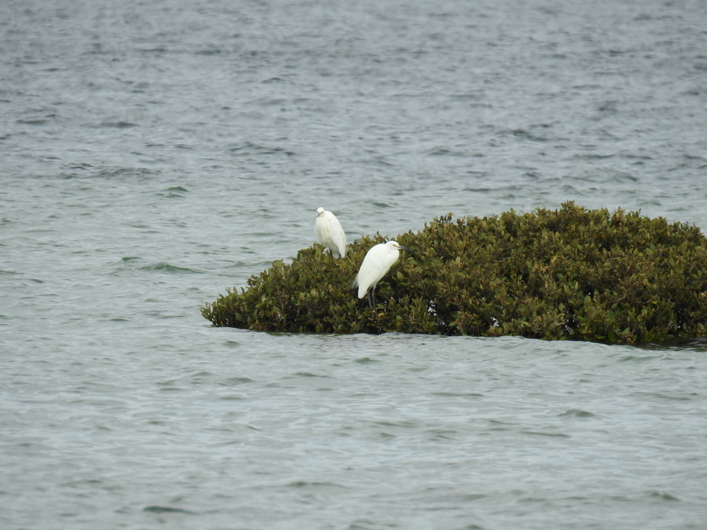 Little Egret from 885P+J9 Toora Bird hide, Toora VIC 3962, Australia on ...