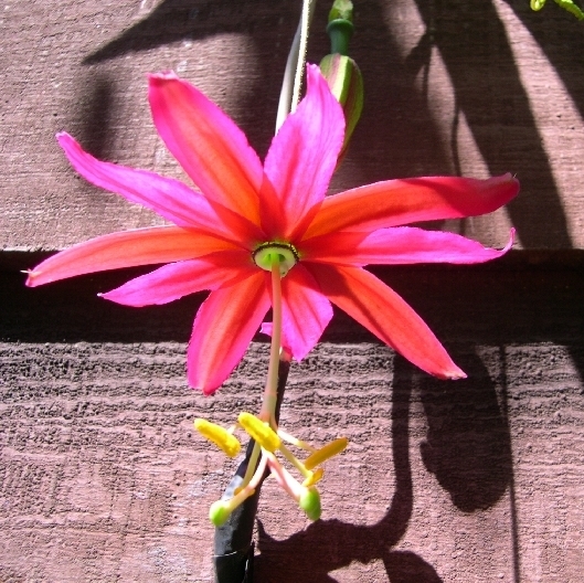 Curubo antioqueño (Insectos de bogota) · iNaturalist