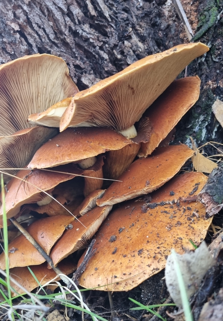 Spectacular Rustgill from Nowa Nowa VIC 3887, Australia on May 3, 2025 ...