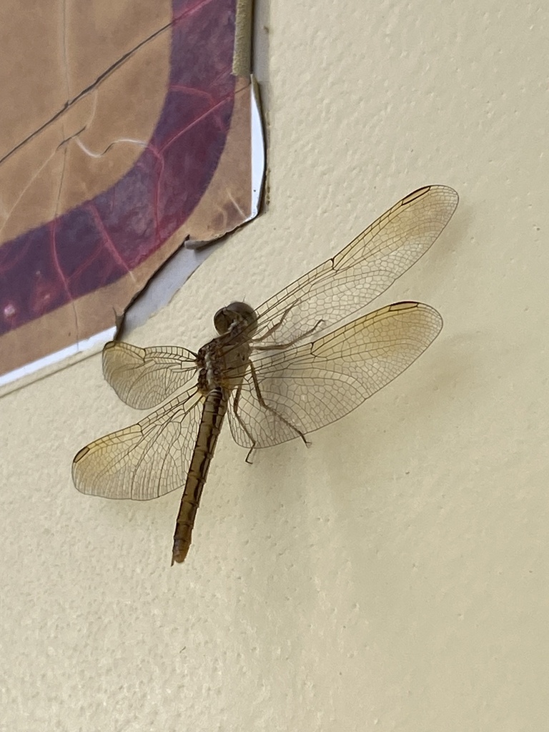 Scarlet Percher from Nanango-Tarong Rd, Tarong, QLD, AU on April 29 ...