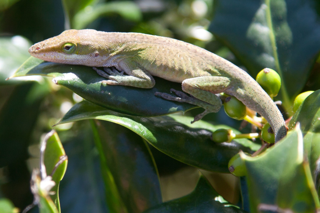 Green Anole from Columbia County, GA, USA on March 27, 2012 by ...