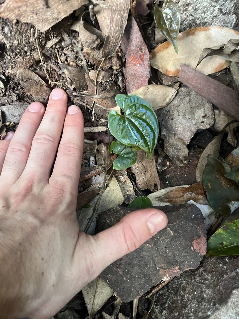 Common Yam Vine from Moogerah QLD, Australia on May 3, 2025 at 01:19 PM by Joe Watson · iNaturalist