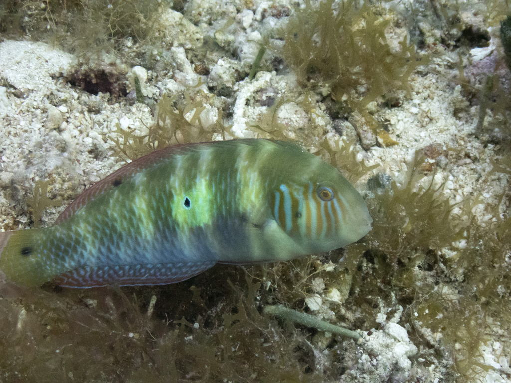 Green Razorfish (Xyrichtys splendens) - Marine Life Identification