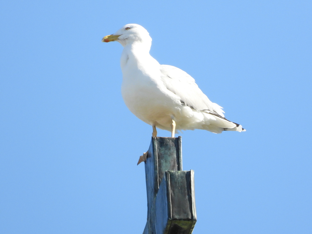 Large White-headed Gulls from Великий Новгород, Новгородская обл ...