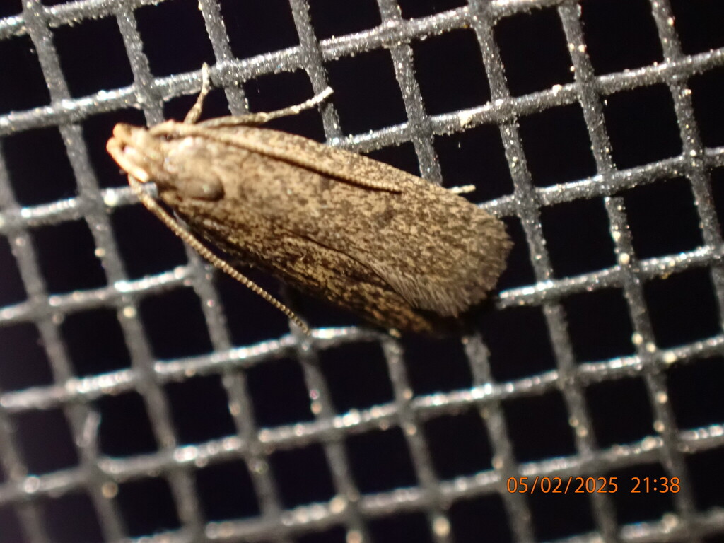 Juniper Tip Moth from Dunedin, FL, USA on May 2, 2025 at 09:38 PM by ...