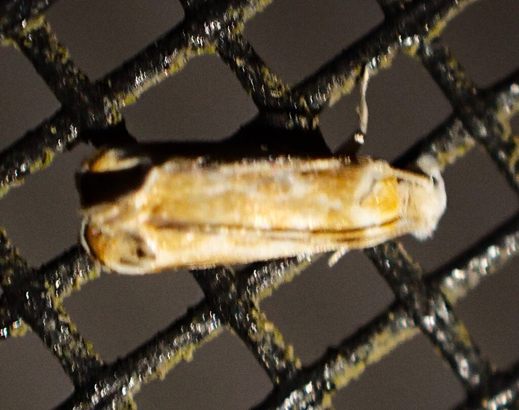 Hawaiian Dancing Moth from Dunedin, FL, USA on May 3, 2025 at 05:59 AM ...