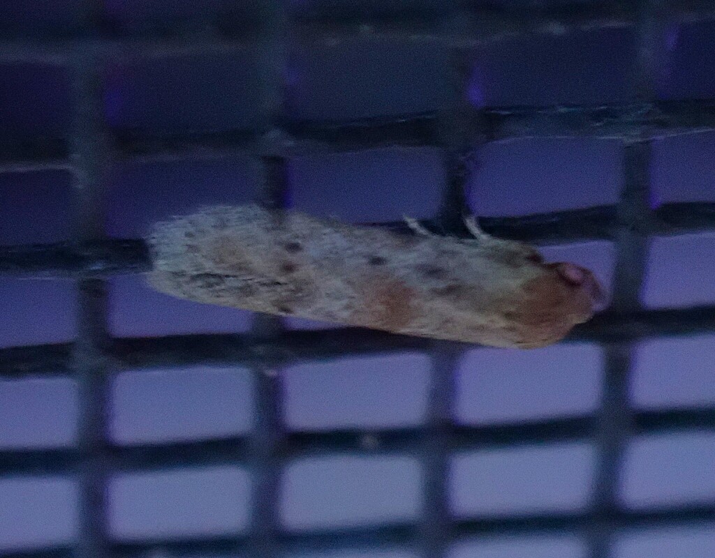 Palm Bud Moth from Dunedin, FL, USA on May 03, 2025 at 06:04 AM by ...