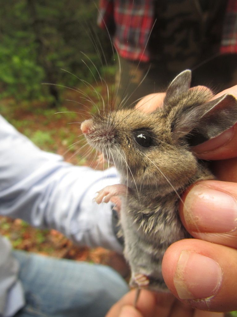 Black-eared Mouse (Peromyscus melanotis) - Know Your Mammals