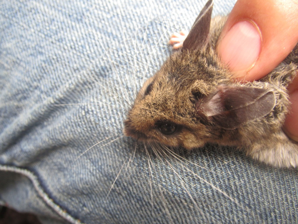 Black-eared Mouse (Peromyscus melanotis) - Know Your Mammals