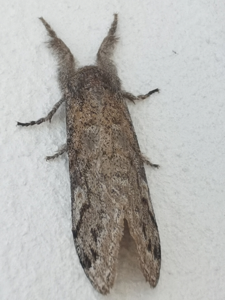 Calliteara fortunata from 38789 Puntagorda, Santa Cruz de Tenerife ...
