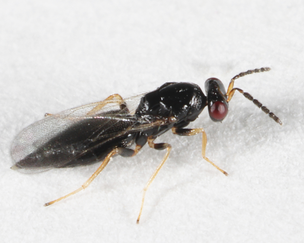 Aprostocetus from Old RR Tracks, Groton, MA, USA on May 2, 2025 at 07: ...