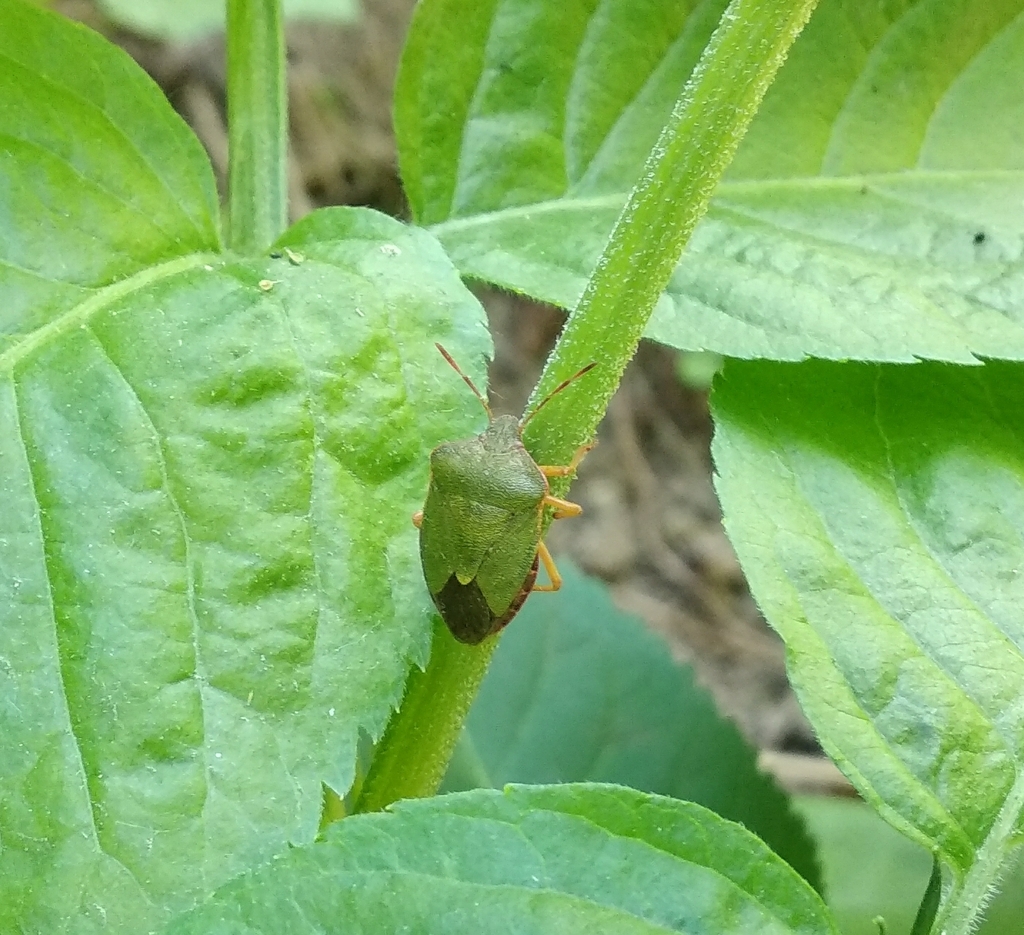 Green Shield Bug from Kyiv, M.M. Gryshko National Botanical Garden on ...