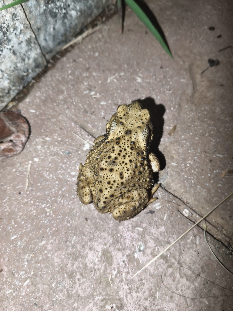 Asiatic Toad from Changsha, CN-HN, CN on May 3, 2025 at 10:03 PM by ...