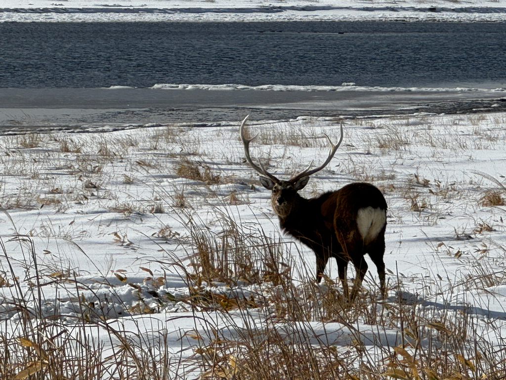 Hokkaido Sika Deer from Betsukai on February 15, 2025 at 10:46 AM by ...