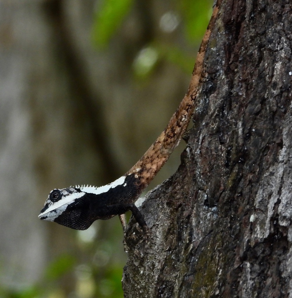 Painted-lip Lizard from Sigiriya, Sri Lanka on August 23, 2019 at 09:15 ...