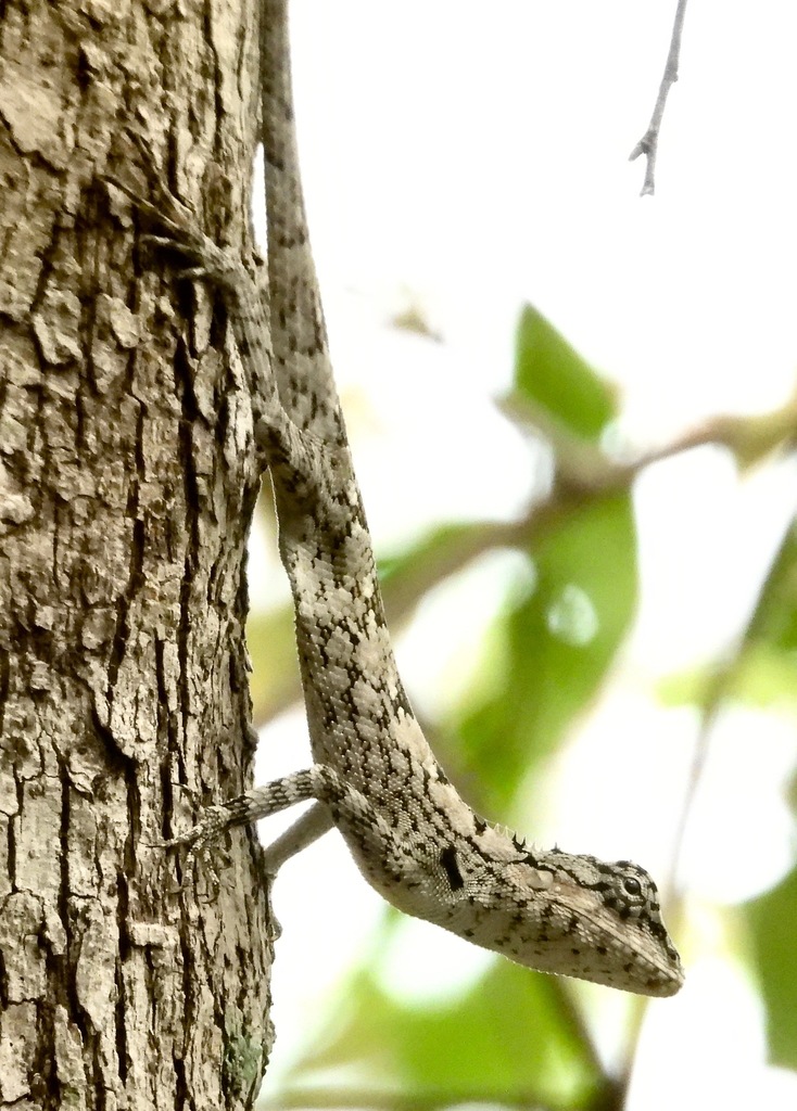 Painted-lip Lizard from Sigiriya, Sri Lanka on August 23, 2019 at 09:03 ...