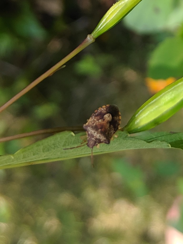 Dendrocoris humeralis from Smithfield, RI 02917, USA on August 31, 2019 ...