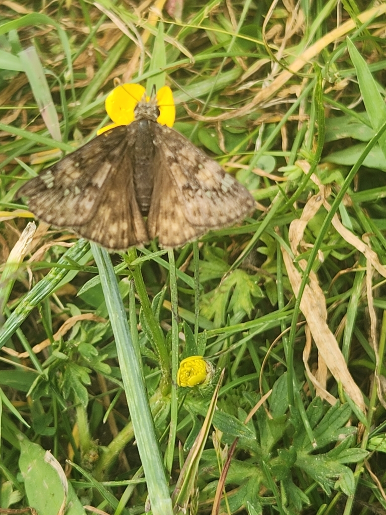 Juvenal's Duskywing from Croom, MD, USA on May 3, 2025 at 11:53 AM by ...