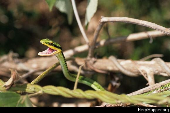 Tamaulipan Parrot Snake (Leptophis mexicanus septentrionalis) - Snakes ...