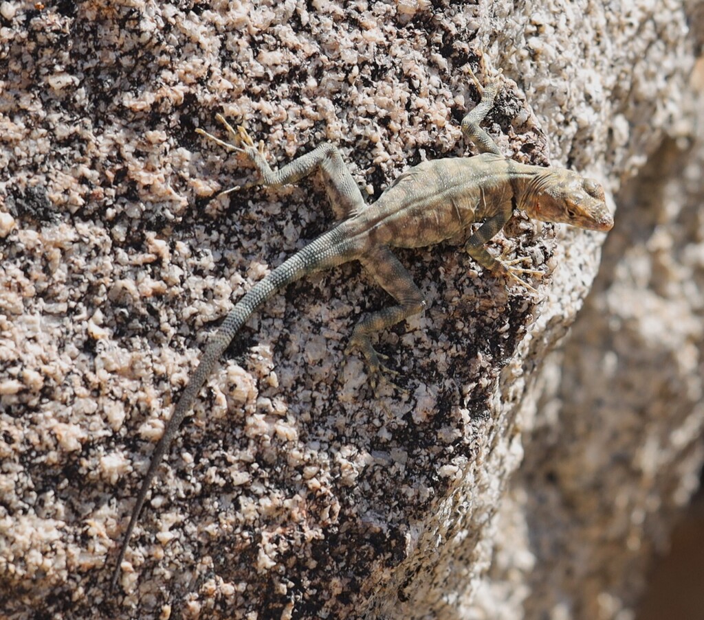 Banded Rock Lizard from Imperial County, CA, USA on May 2, 2025 at 02: ...