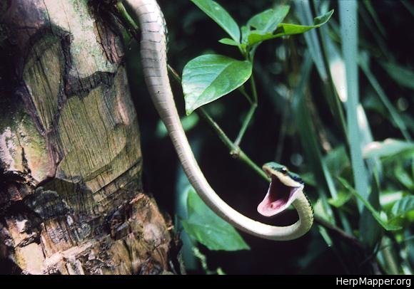 Mexican Parrot Snake (Leptophis mexicanus mexicanus) - Snakes and Lizards