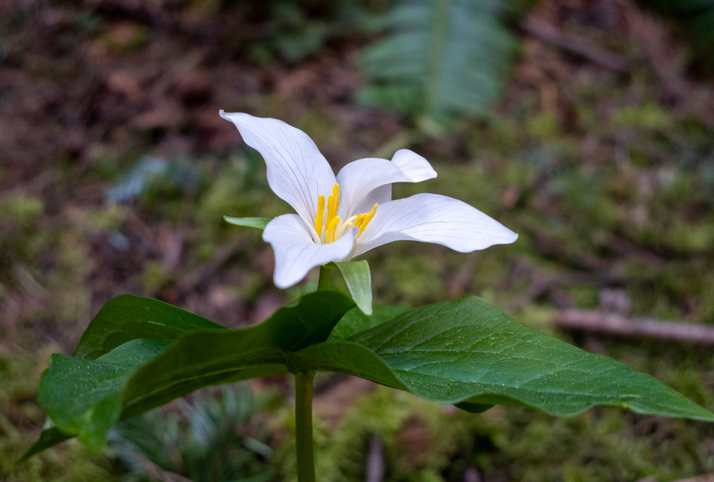 Pacific trillium from Centennial Trail, Fraser Valley, BC, CA on April ...
