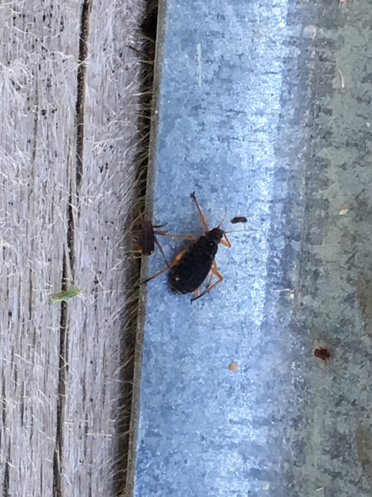 Willow Bark Aphids in August 2019 by pbulman. Aphid with dark (black ...