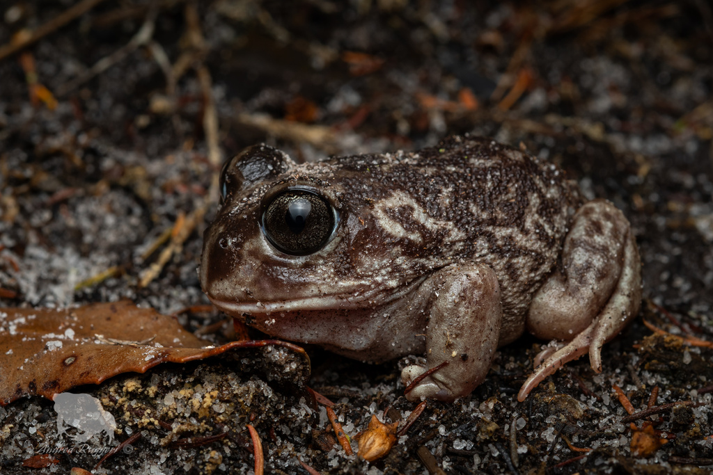 Sand Frog (Herpetofauna of Western Australia) · iNaturalist