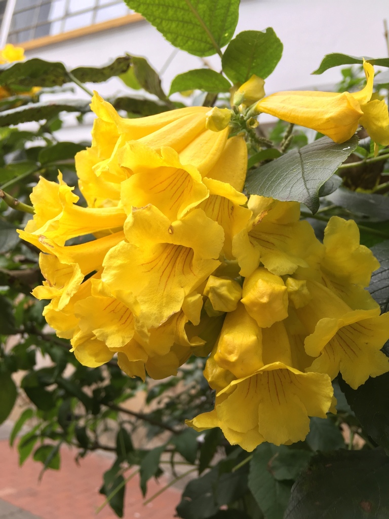 yellow trumpet flower from Calle 28B 16-21, Bogotá, DC, CO on August 31 ...