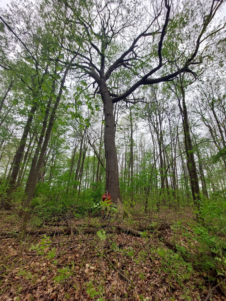 swamp white oak from Sycamore Woods, Wallaceburg, ON N8A 4K9, Canada on ...