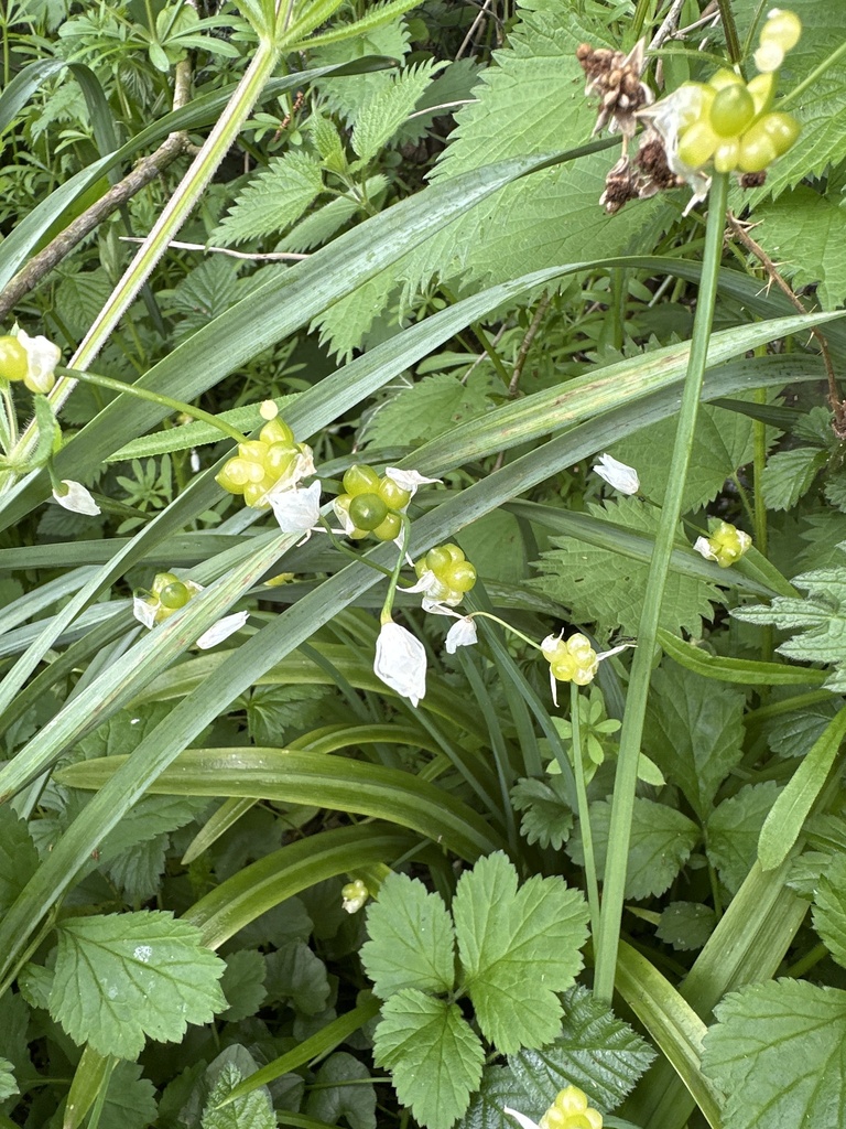 Few-flowered Leek from Drakes Close, York, England, GB on April 26 ...
