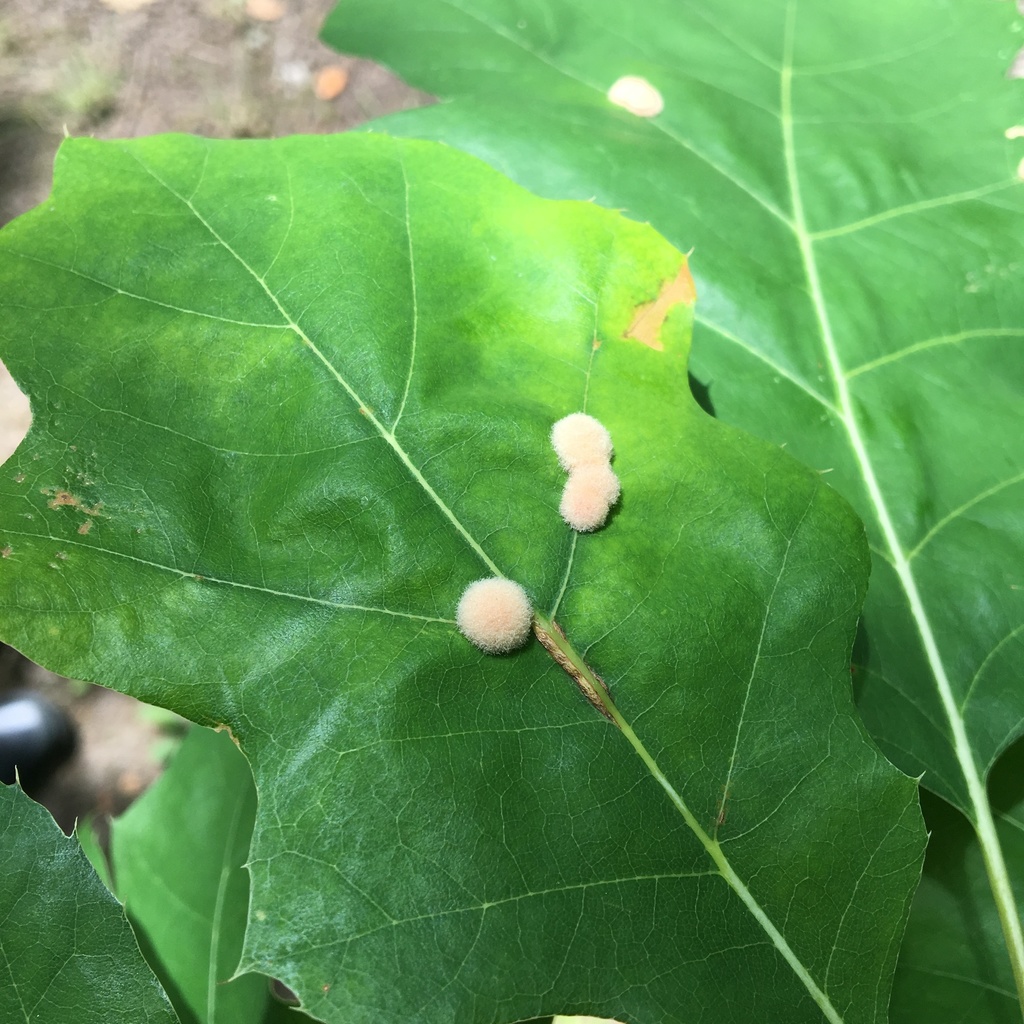 Woolly Oak Gall Wasp from Sillery, Quebec City, QC, Canada on August 24 ...